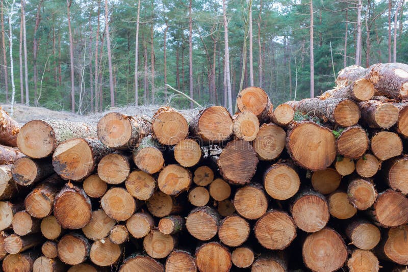 Forestry Industry Tree Felling Stock Photo - Image of green, logs: 39014372