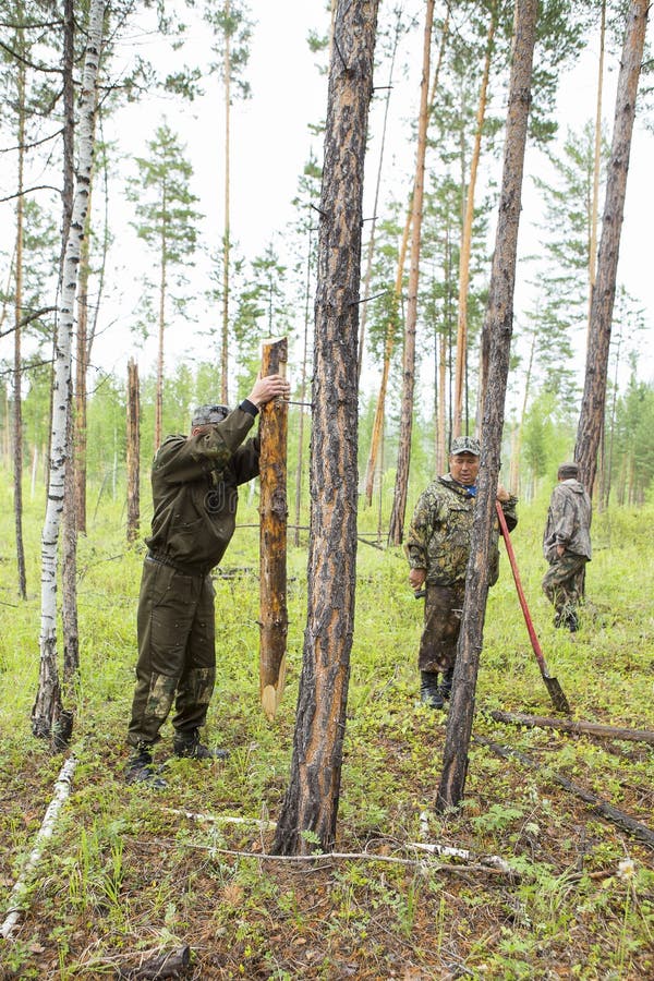 Forest Inspectors Work in the Forest. Stock Photo - Image of trees ...