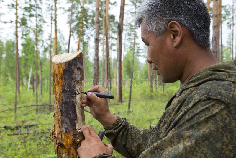 Forest Inspectors Work in the Forest. Stock Photo - Image of moss ...