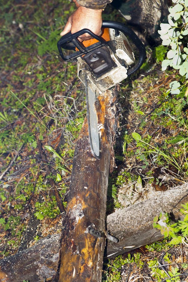 Forest Inspectors Work in the Forest. Stock Image - Image of dead ...