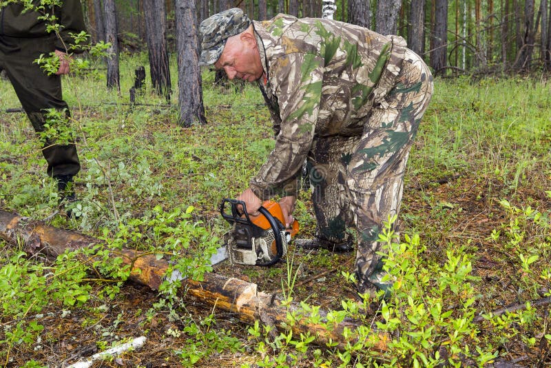 Forest Inspectors Work in the Forest. Stock Photo - Image of felling ...