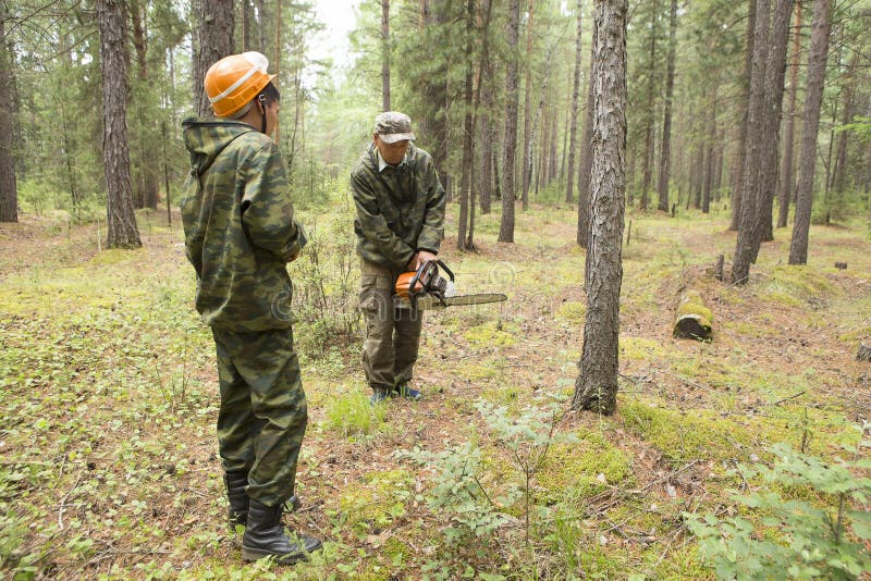 The Forester Works in the Woods Stock Photo - Image of blade, moss ...