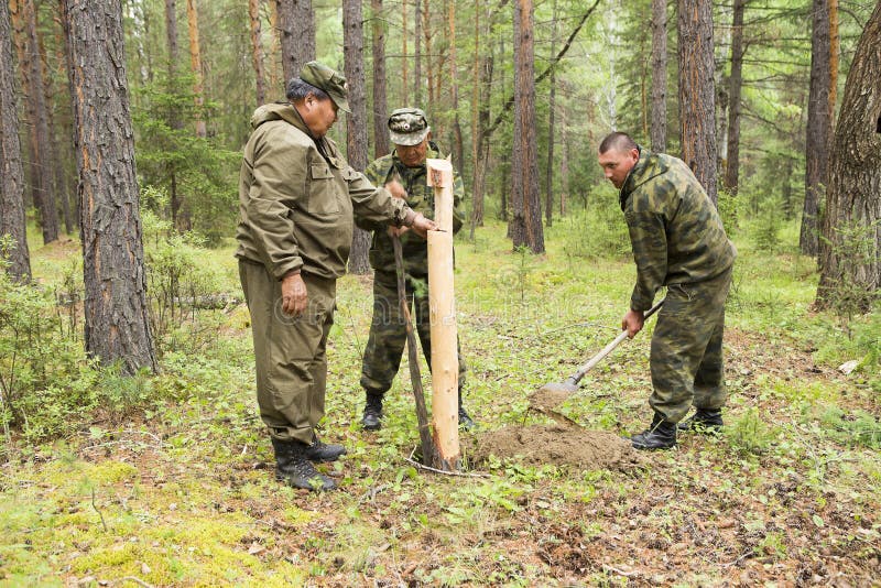 Forest Inspectors Work in the Forest. Stock Photo - Image of pine ...