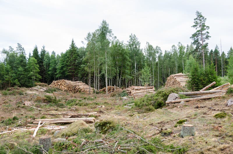 Forestry landscape stock photo. Image of green, coniferous - 76238932