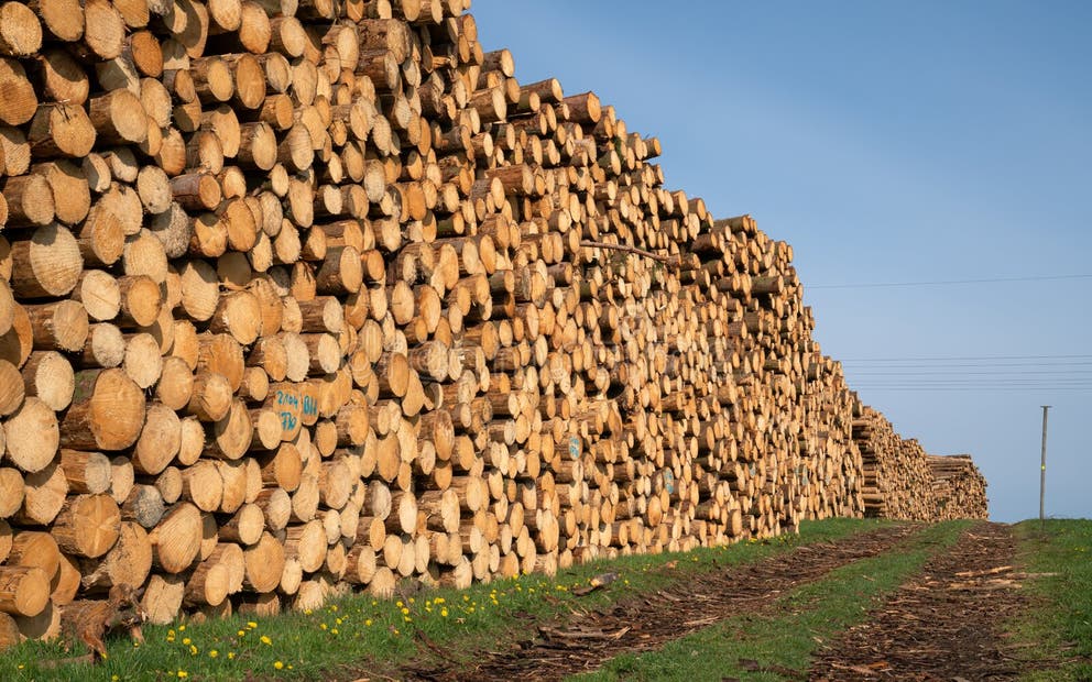 Forestry, Log Piles and Footpath Stock Image - Image of bole, meadw ...