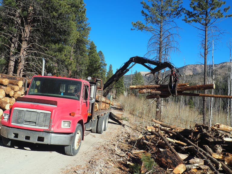 Forestry and Logging Site stock photo. Image of site - 137618412