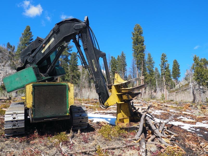 Forestry and Logging Site stock image. Image of forest - 137618893