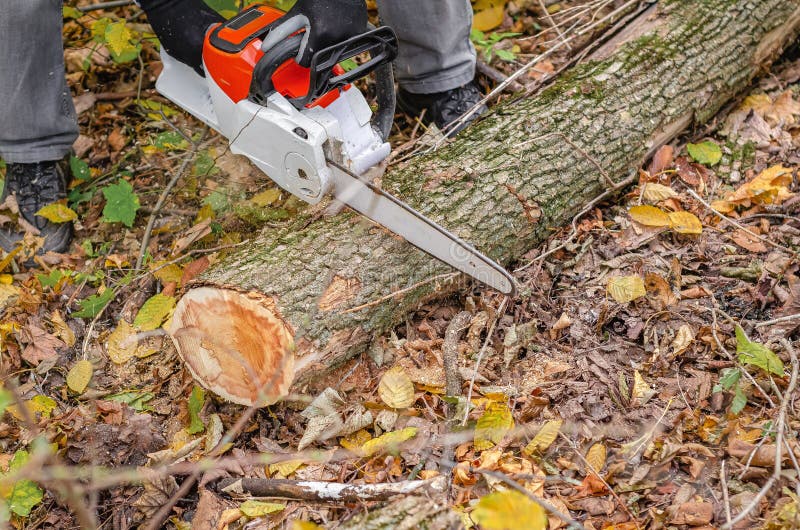 Forestry and Logging Worker Using Chainsaw Stock Photo - Image of ...