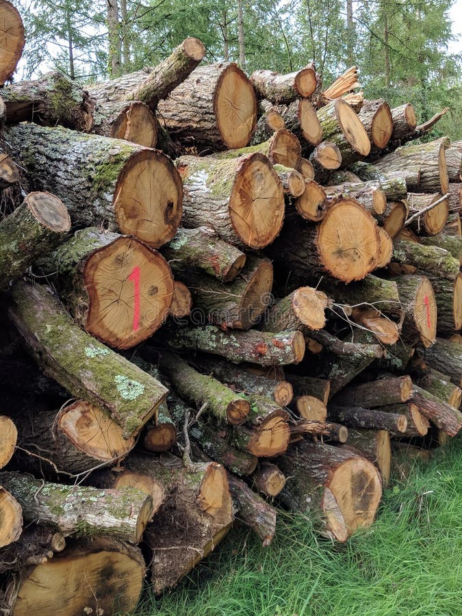Forestry logs stock image. Image of forestry, logs, chopped - 126291403