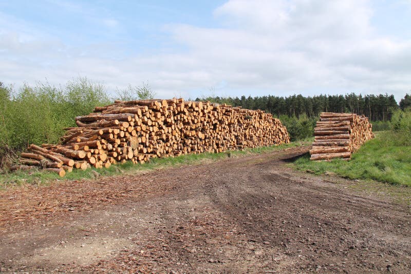 Forestry Logs. stock photo. Image of tree, outdoor, pine - 54968896