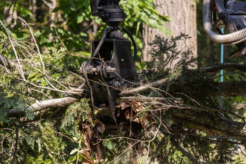 Forestry Machine Grabbing Cut Tree Branches in Forest Stock Photo ...