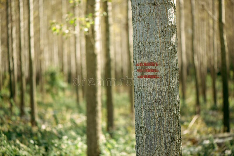 Forestry Paint Marking on Tree Trunks in Woods Stock Image - Image of ...