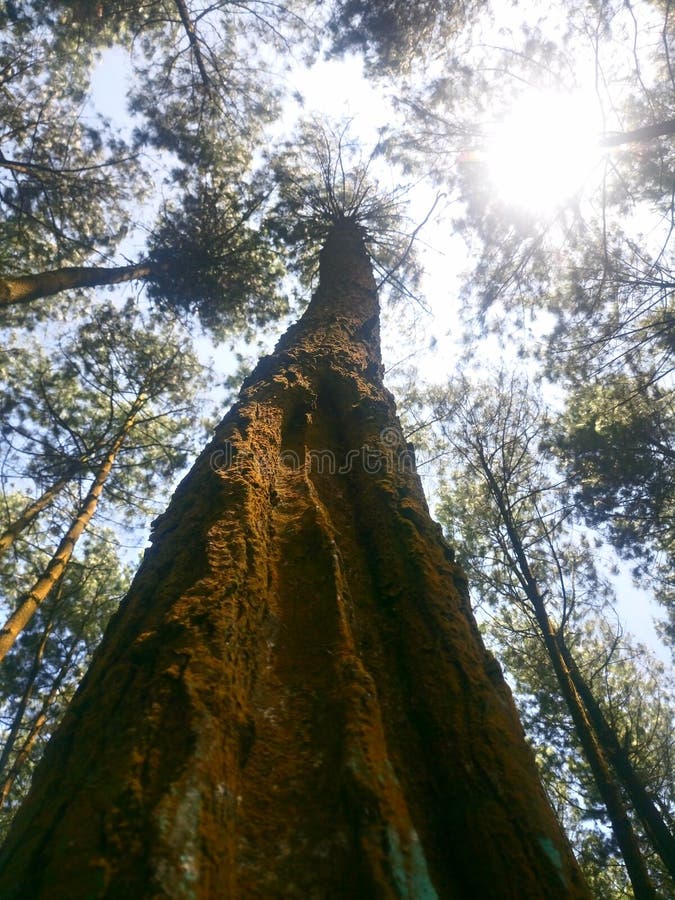 Forestry Pine Tree Low Perspective Natural Woods Stock Photos - Free ...