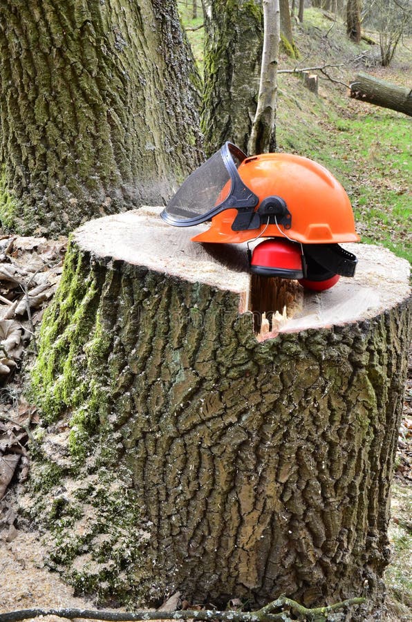 Forestry Protective Safety Helmet Stock Photo - Image of standards ...