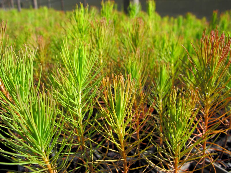 Forestry seedlings stock image. Image of small, growth - 20754047