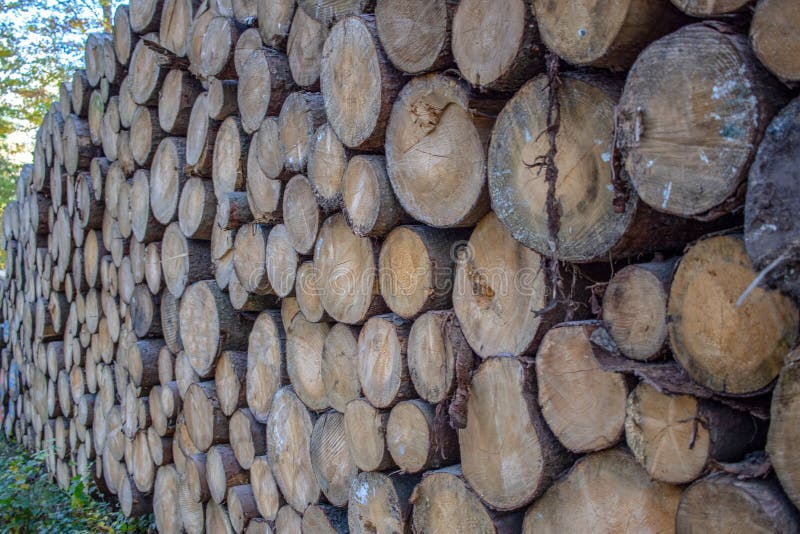 Forestry Stacked Tree Trunks Stock Photo - Image of firewood, germany ...