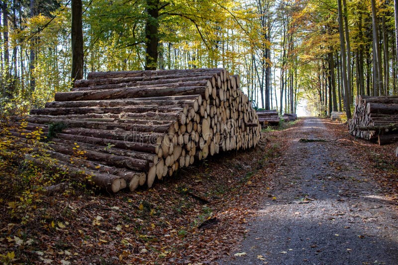 Forestry Stacked Tree Trunks Stock Photo - Image of firewood, germany ...