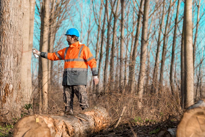 Forestry Technician Marking Tree Trunk for Cutting in Deforestation ...