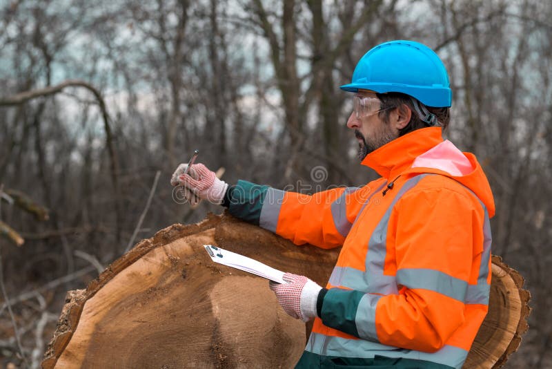Forestry Technician Posing with Clipboard Notepad Next To Tree Log ...