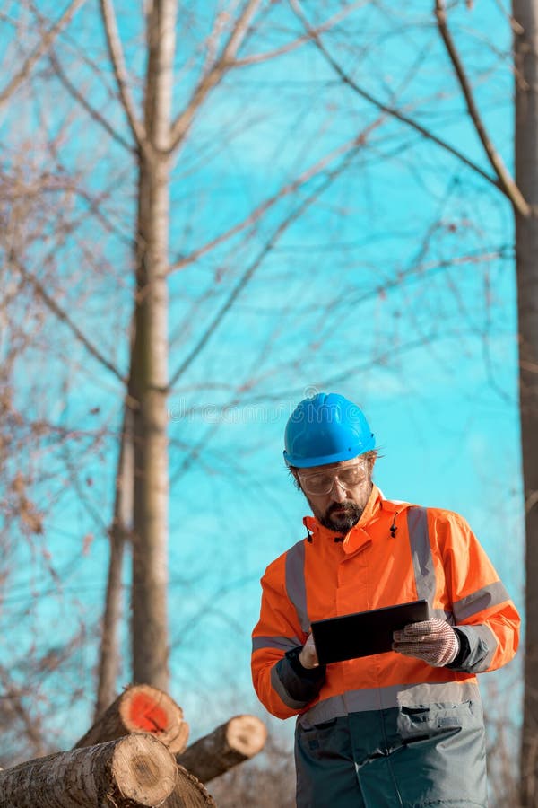 Forestry Technician Using Digital Tablet Computer in Forest Stock Photo ...