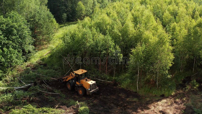 Forestry Tractor Removing Cut Trees in Deforestation Operation Stock ...