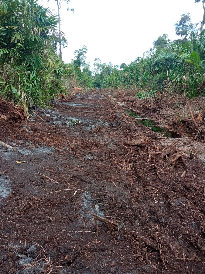 Forestry Tree Plantation Go Green Life Stock Photo - Image of forestry ...