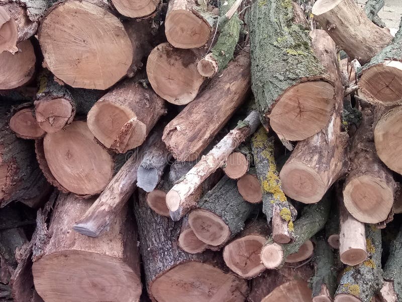View of Sawn and Stacked Tree Trunks Stock Photo - Image of industry ...