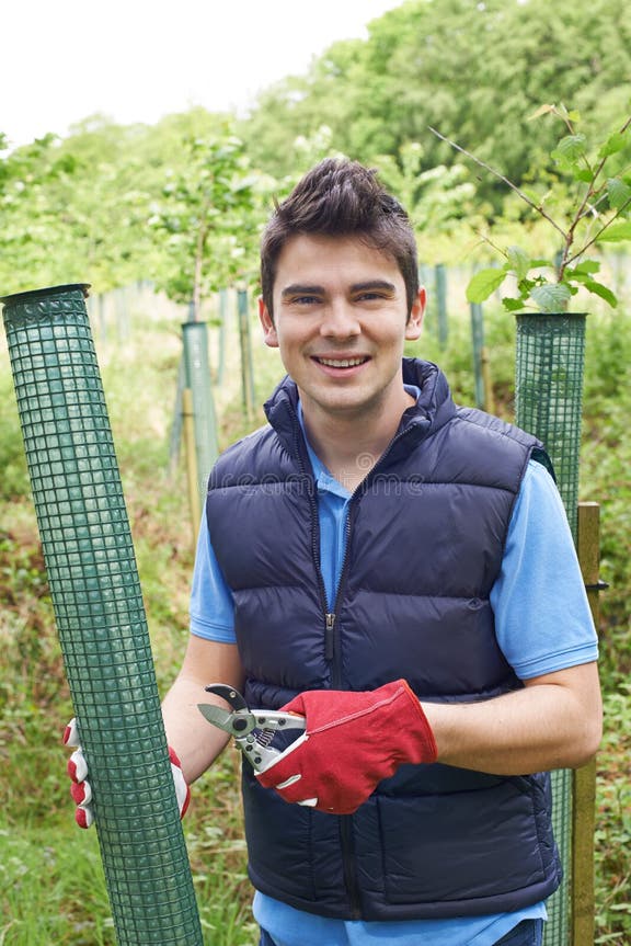 Forestry Worker Caring for Young Trees Stock Photo - Image of ...