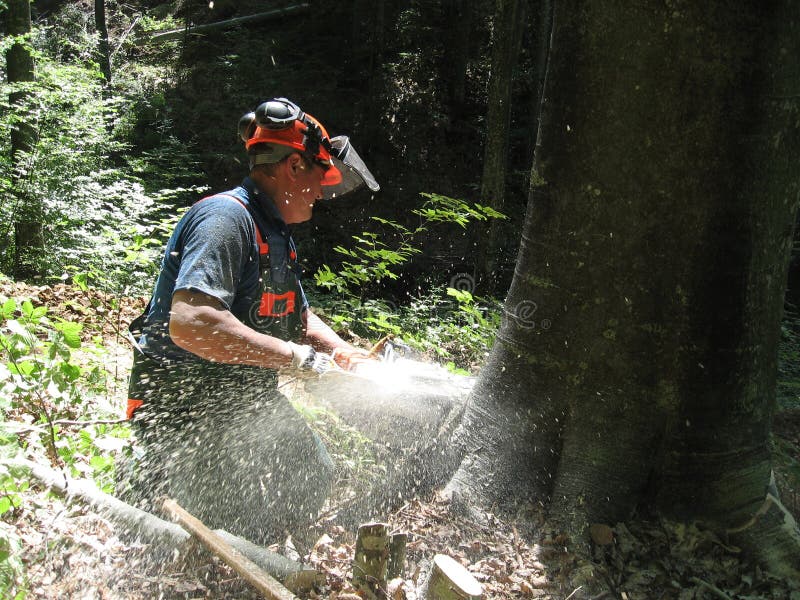 6,631 Forestry Worker Stock Photos - Free & Royalty-Free Stock Photos ...