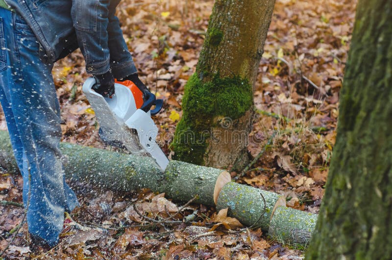 Forestry Worker with Chainsaw. Lumberjack Felling Tree in Sustainable ...