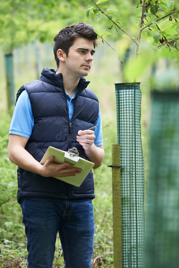 Forestry Worker with Clipboard Checking Young Trees Stock Photo - Image ...