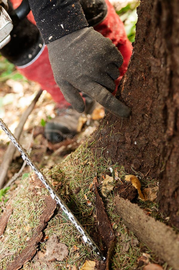 Forestry Worker`s Hand Pointing at Bark Beetle Damaged Tree Stock Photo ...