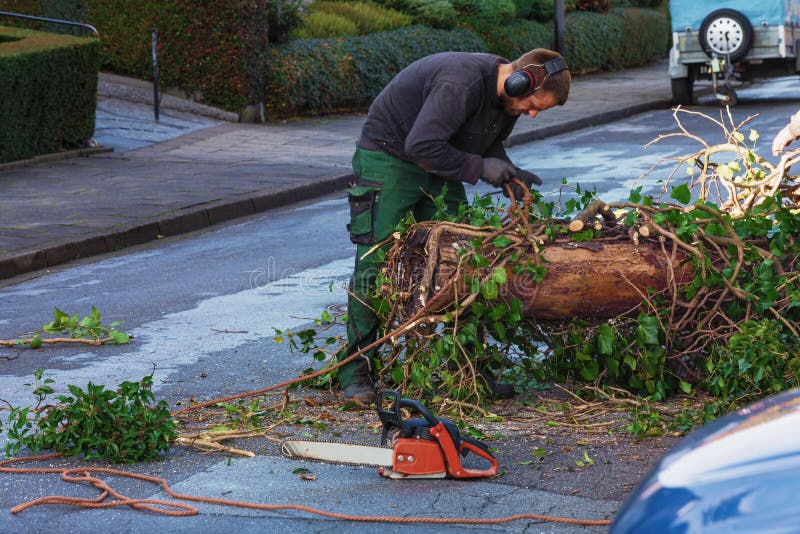 Forestry Worker Sawing a Tree Trunk with a Chainsaw Stock Image - Image ...