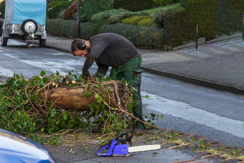 Forestry Worker Sawing a Tree Trunk with a Chainsaw Stock Image - Image ...