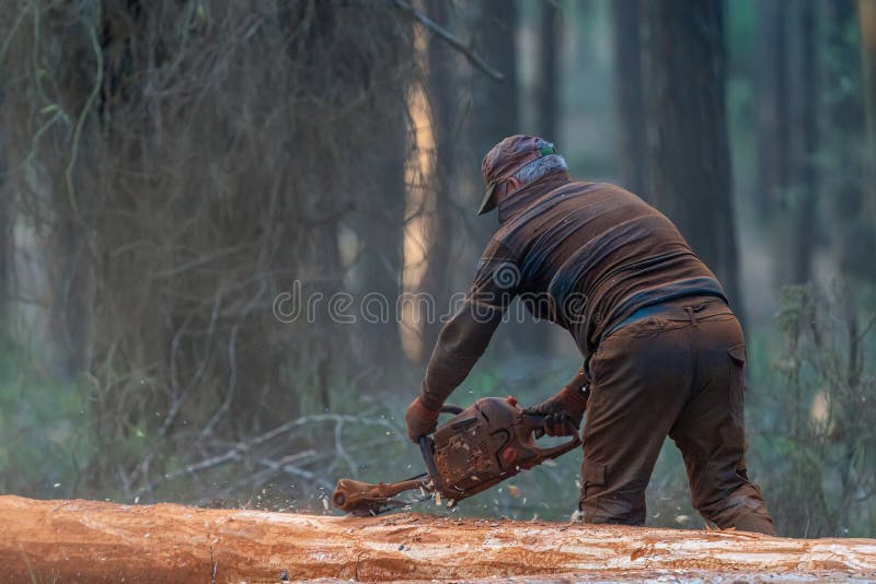 A Forestry Worker Trims a Tree in the Forest Stock Image - Image of ...