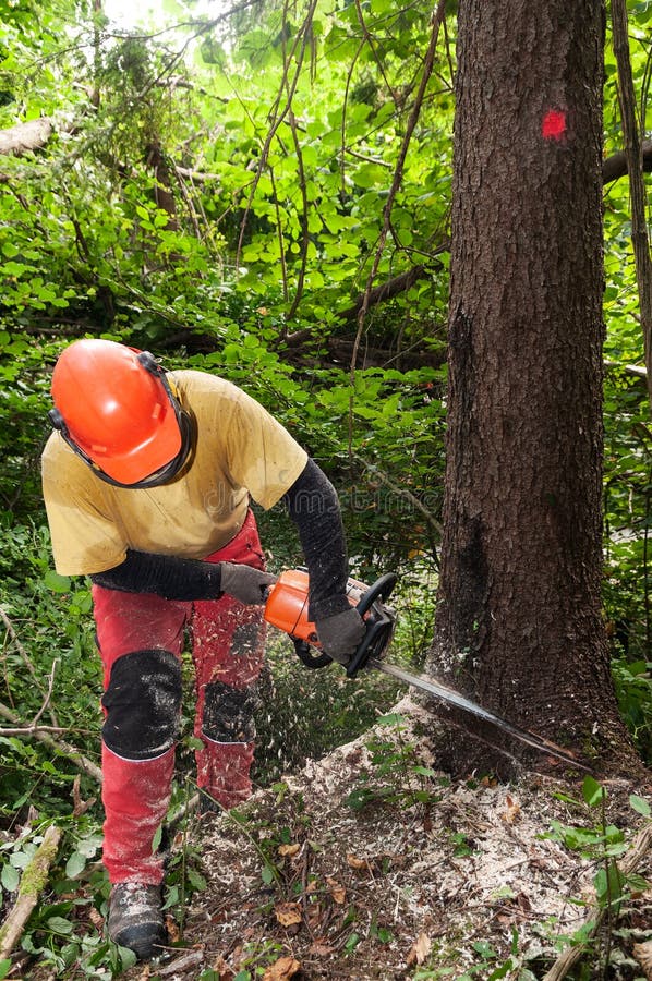 Forestry Worker Cutting Down Spruce Tree Marked for Felling Stock Photo ...