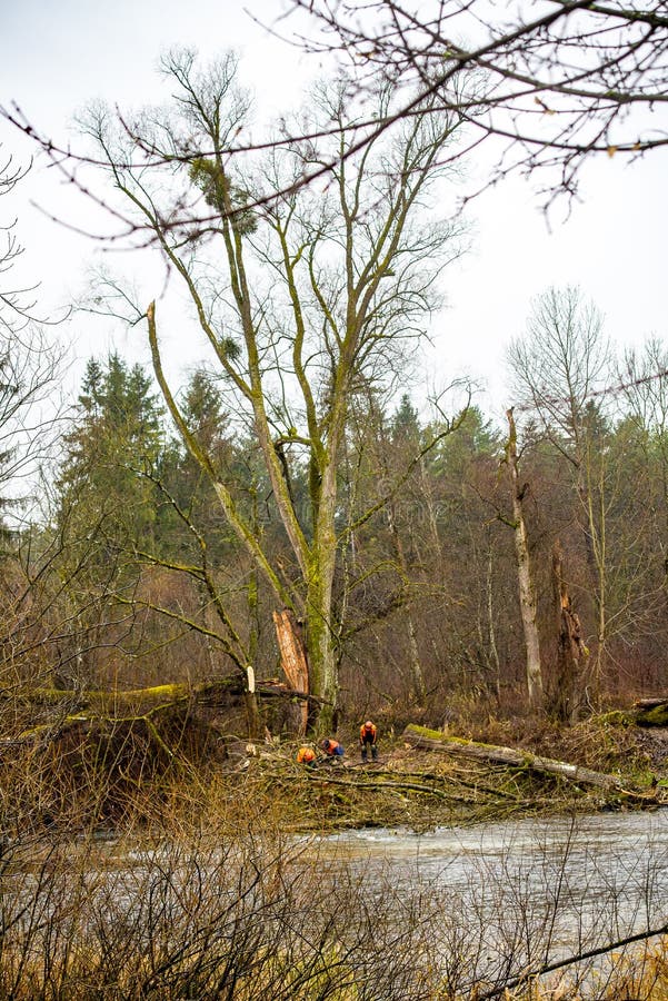 Forestry Workers Clearing Trees Editorial Photography - Image of ...