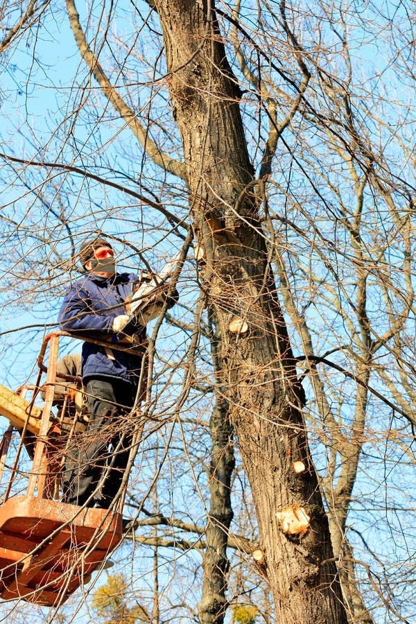 A Team of Forestry Workers Do Sanitary Pruning of Trees in a City Park ...