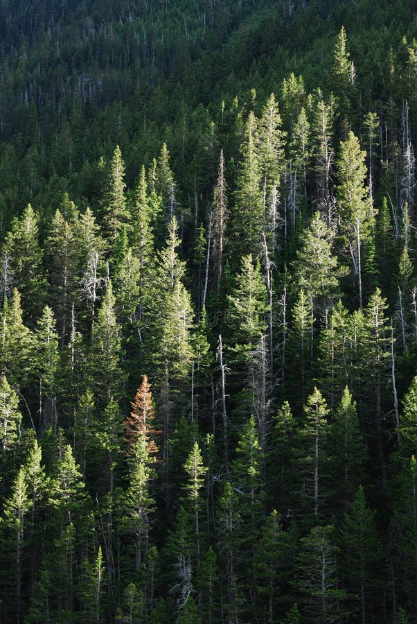 Forests stock image. Image of jungle, lakes, alberta, landscape - 5663917