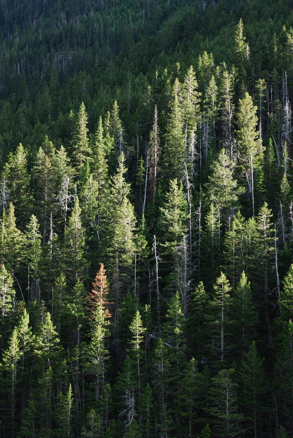 Forests stock image. Image of jungle, lakes, alberta, landscape - 5663917