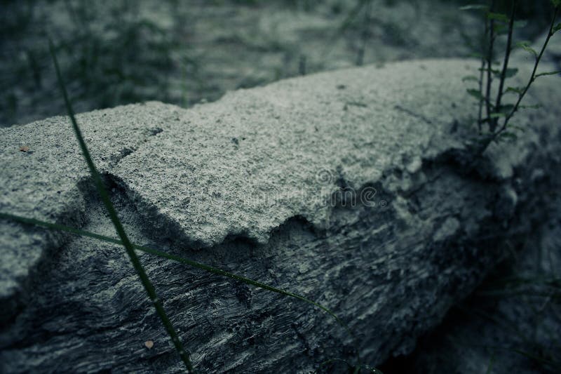 Forests Covered in Volcano Ashes Stock Photo - Image of ecology ...