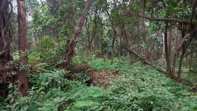 Forests with Dense Undergrowth and Lush Trees Stock Photo - Image of ...