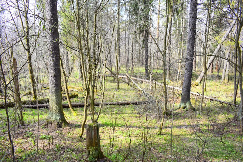 Forests are the Dominant Terrestrial Ecosystem of Earth, and are ...