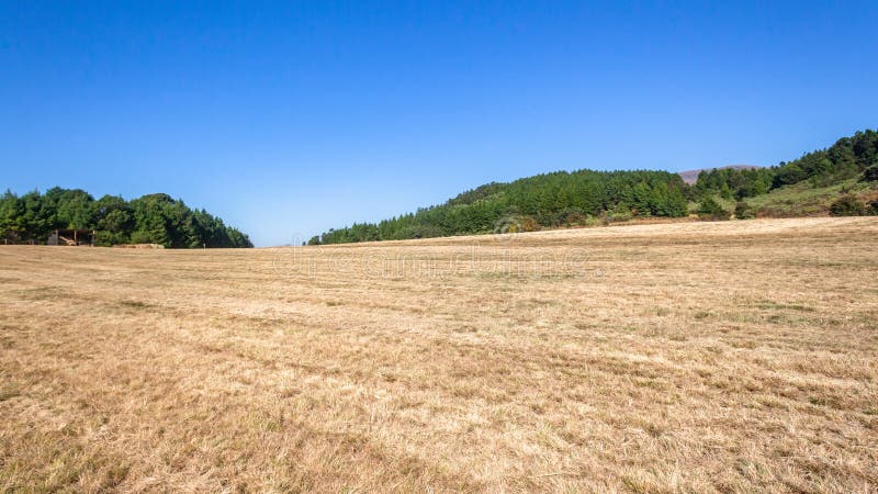 Forests Farm Large Open Field Blue Sky Stock Photo - Image of ...