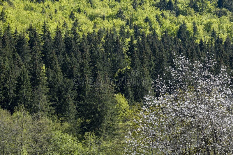 The Colors of Spring Invaded the Forest Stock Image - Image of forest ...