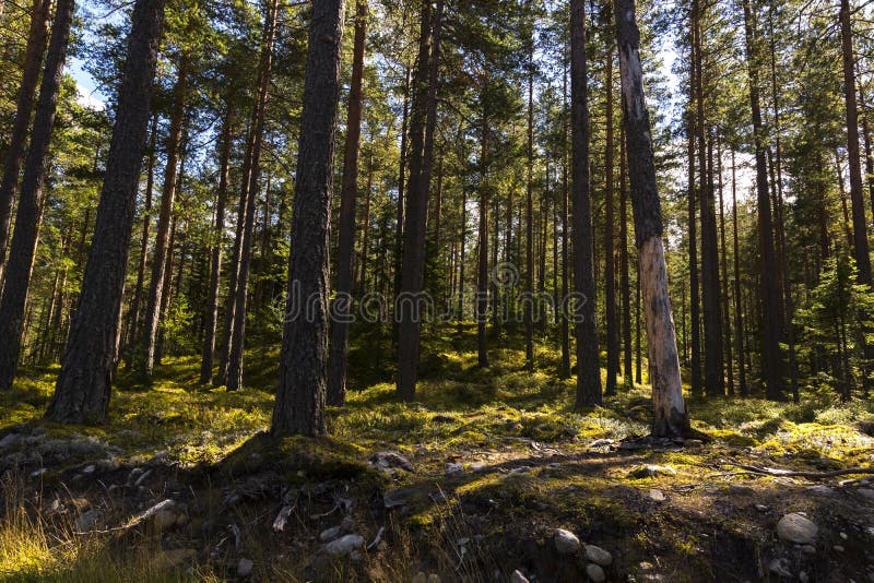 The forests of Norway stock photo. Image of trunk, vegetation - 82232664