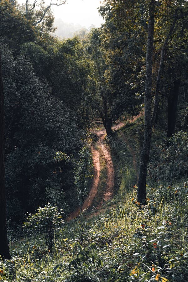 In Forests, Pathways, Trees and Mountains in the Evening Forest Raw ...