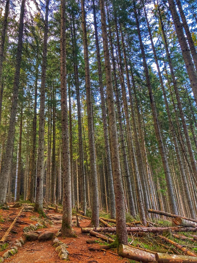 Forests of the Pine Trees with Red Soil Stock Photo - Image of sunlight ...