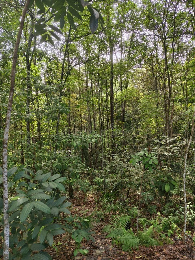 Forests in the Taman Raya Riau Stock Image - Image of raya, taman ...