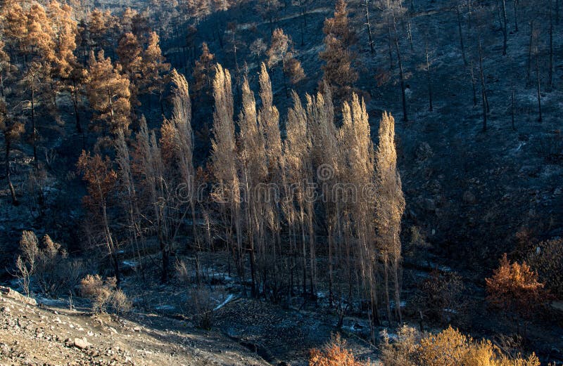 Trees Burnt in Forest Fires of July 2021 in Marmaris Resort Town of ...
